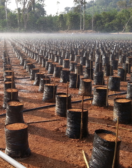 T&C Indomal Sumisansui Mark II Sumicoat Sansui SI Tigercote