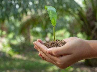 T&C Indomal Sumisansui Mark II Sumicoat Sansui SI Tigercote