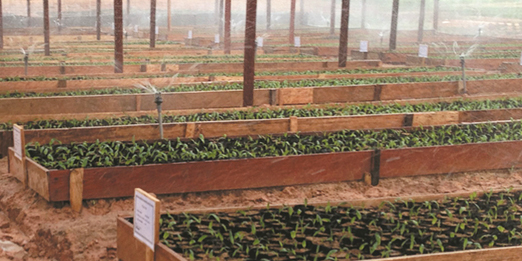 T&C Indomal Sumisansui Mark II Sumicoat Sansui SI Tigercote