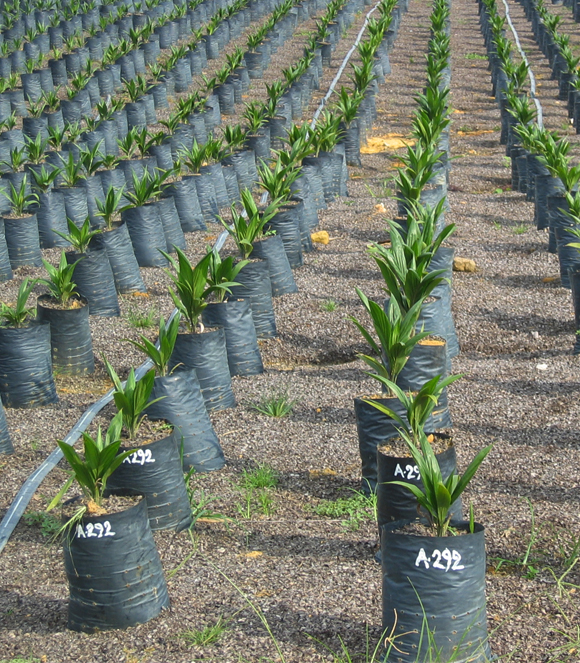 T&C Indomal Sumisansui Mark II Sumicoat Sansui SI Tigercote